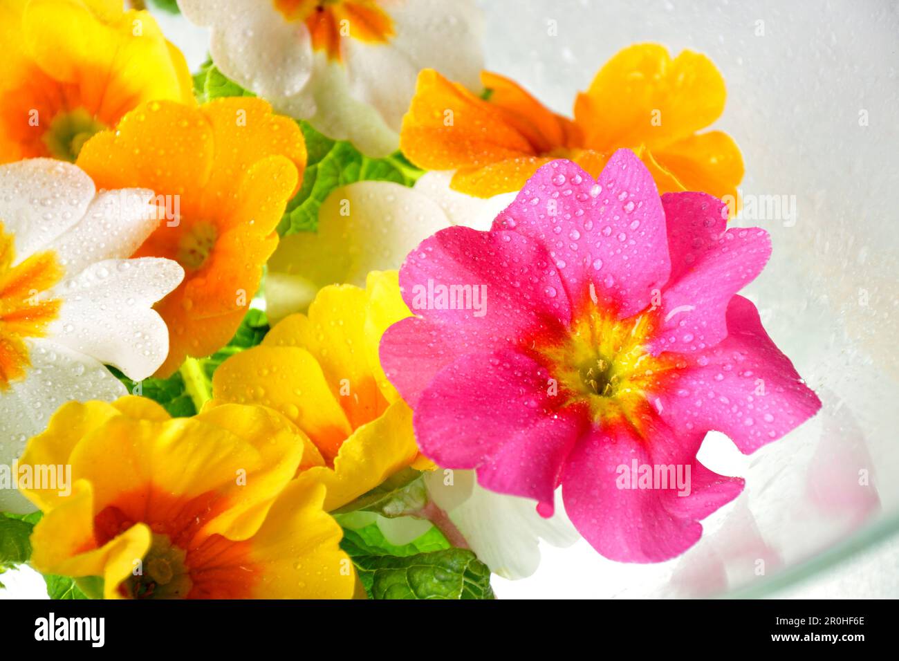 true English primrose (Primula acaulis, Primula vulgaris), different ...