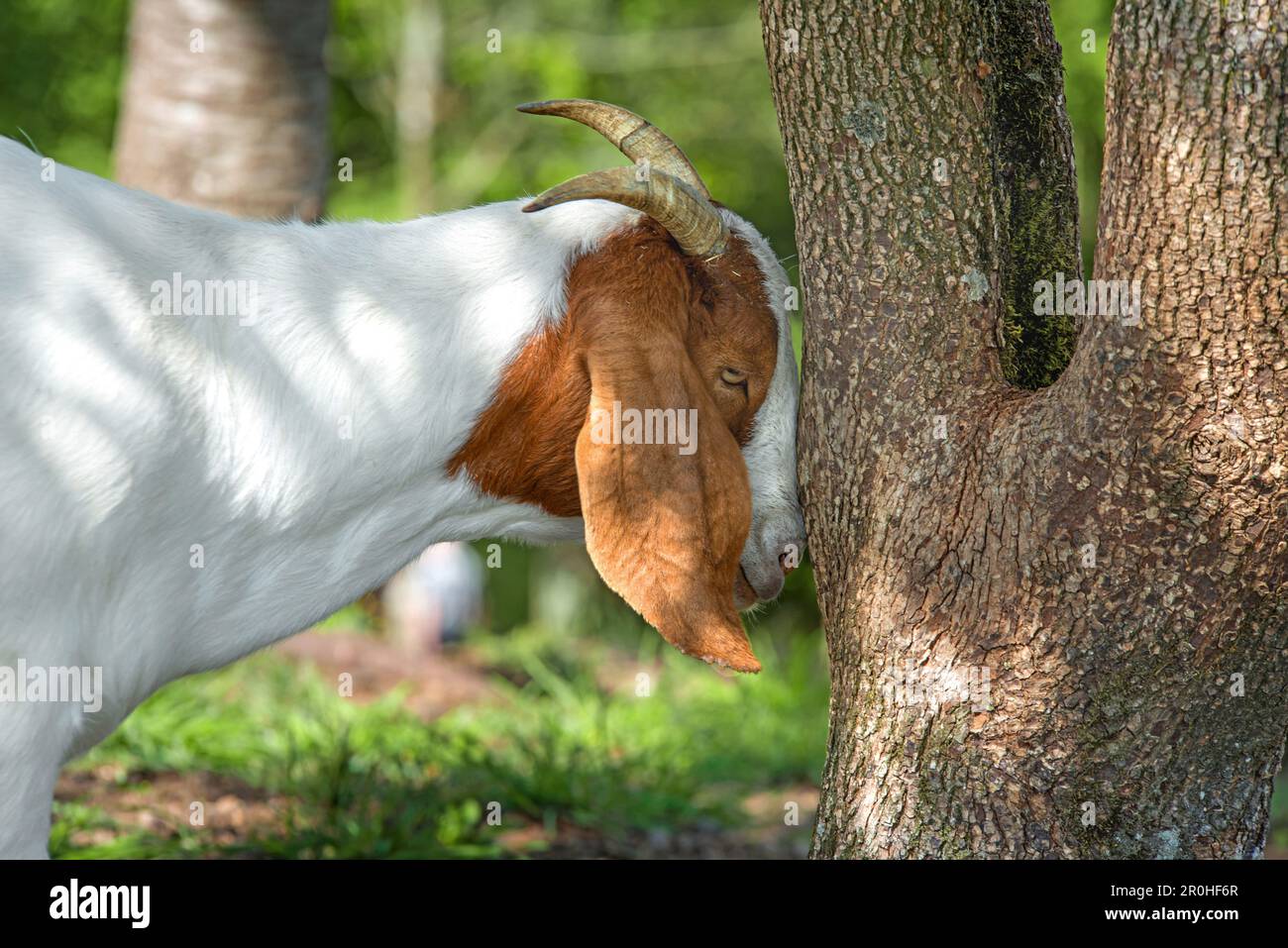 domestic goat (Capra hircus, Capra aegagrus f. hircus), pushing its ...