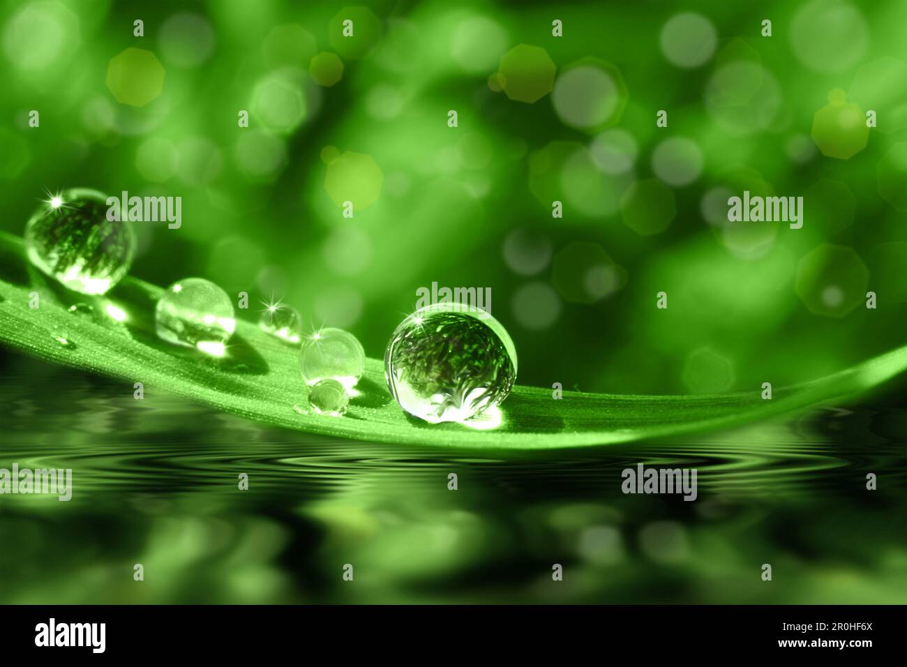 water drops on a grass leaf twinkling in the sun Stock Photo - Alamy