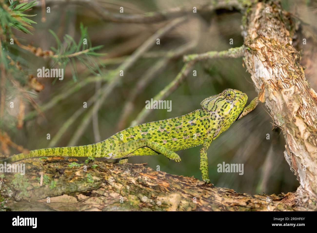 Mediterranean chameleon, African chameleon, common chameleon (Chamaeleo ...