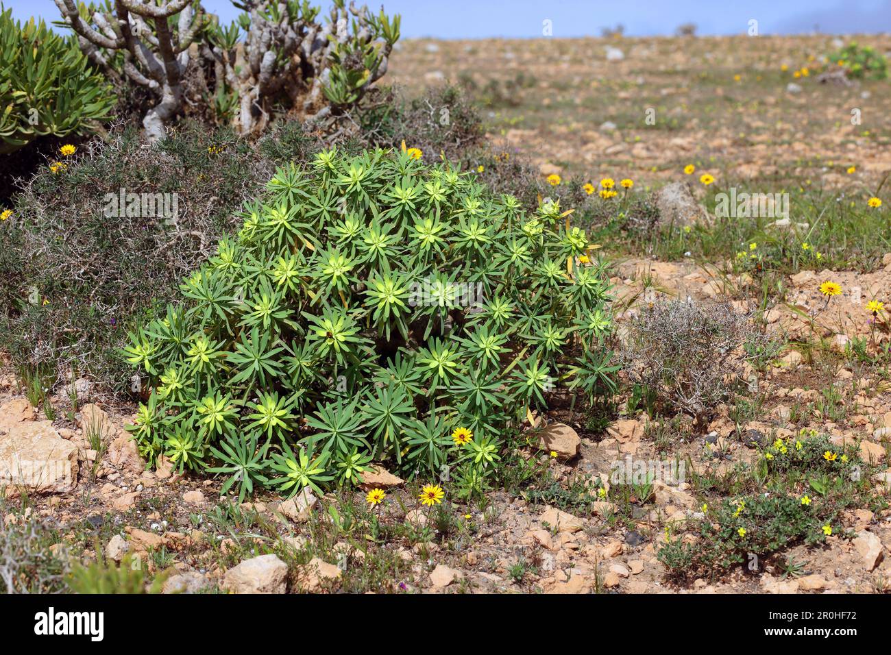 balsam spurge (Euphorbia balsamifera), bush in semidesert, Canary ...