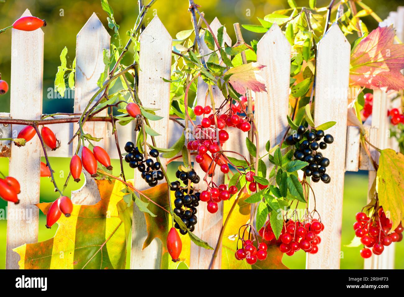 common privet, golden privet, wild privet, prim, European privet ...