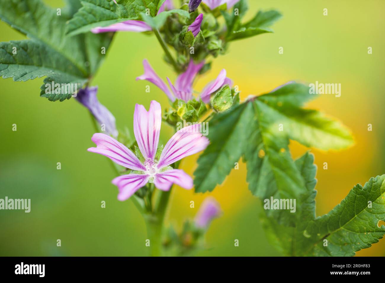 common mallow, blue mallow, high mallow, high cheeseweed (Malva ...