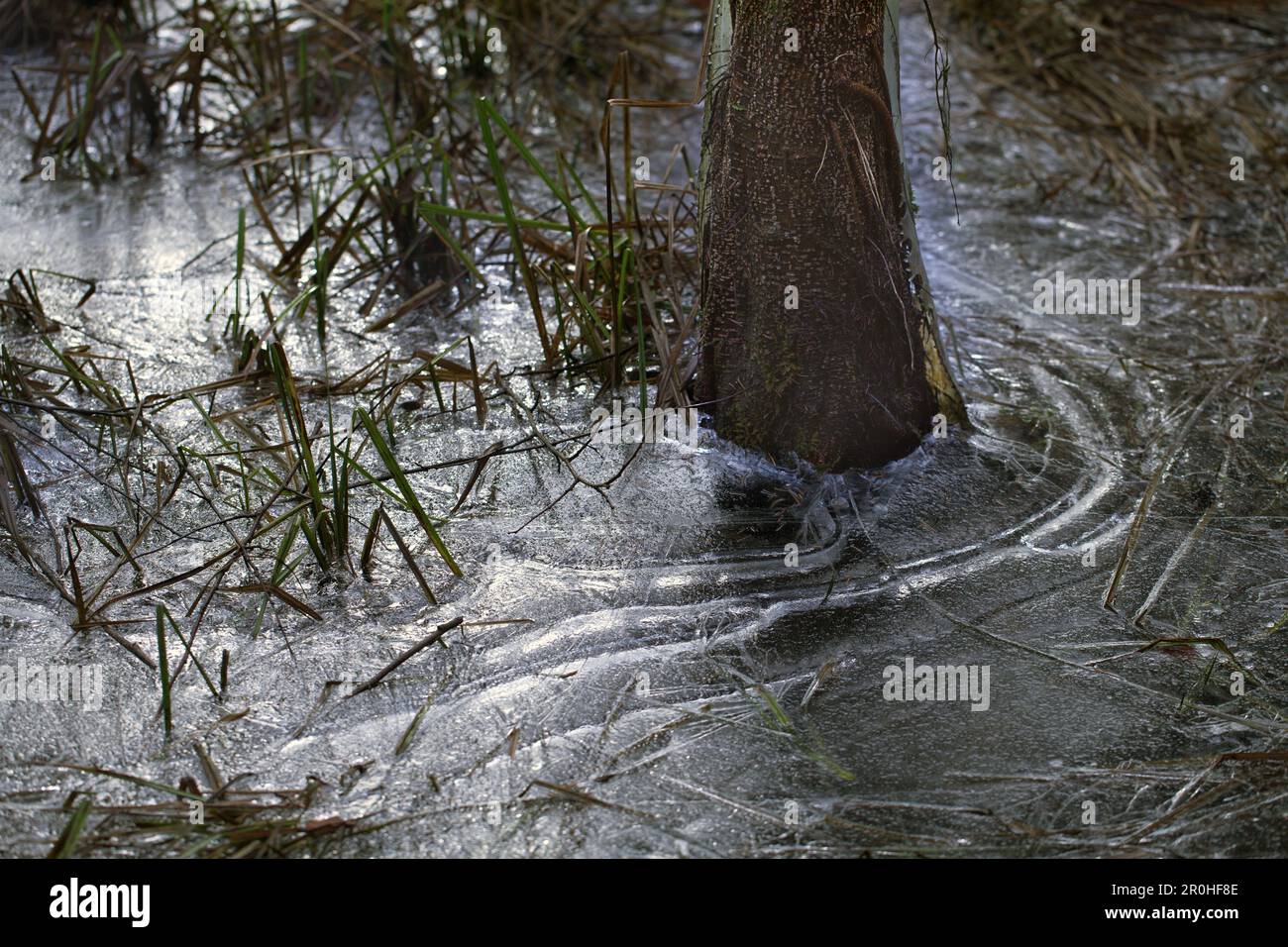 Frozen pond with grasses hi-res stock photography and images - Alamy
