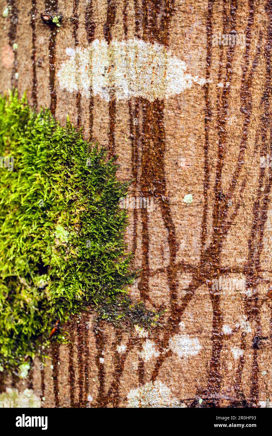 Rain flows down hi-res stock photography and images - Alamy