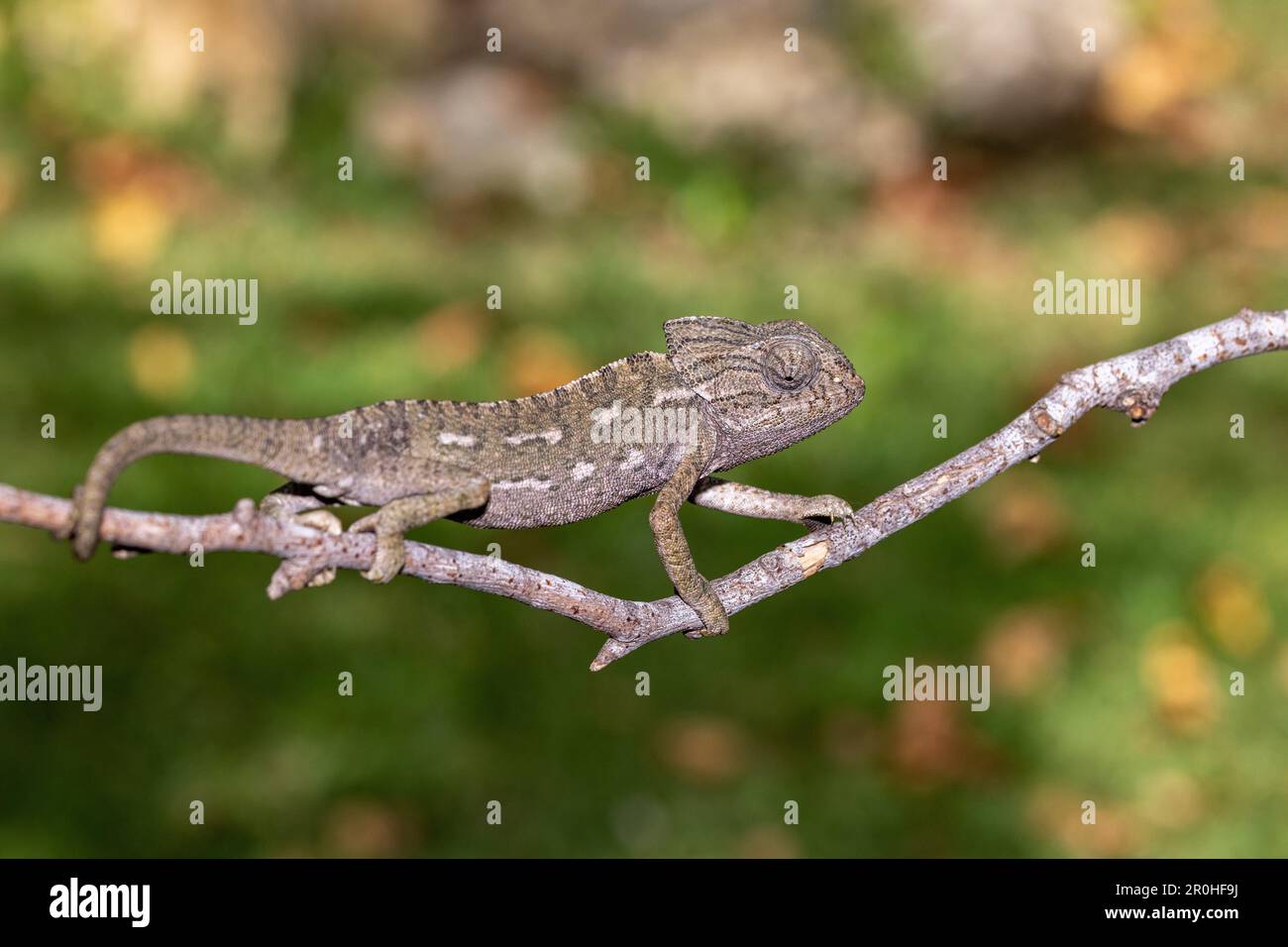 Mediterranean chameleon, African chameleon, common chameleon (Chamaeleo ...