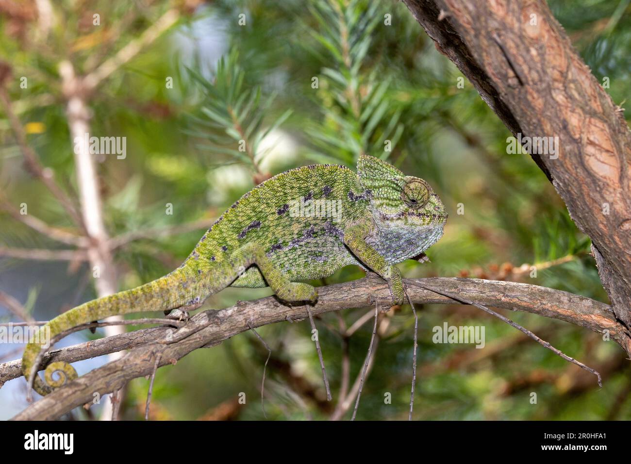 Mediterranean chameleon, African chameleon, common chameleon (Chamaeleo ...