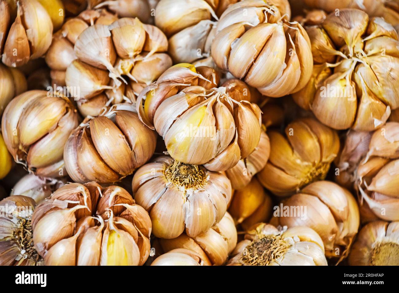 common garlic (Allium sativum), many big garlic on the vegetable's ...
