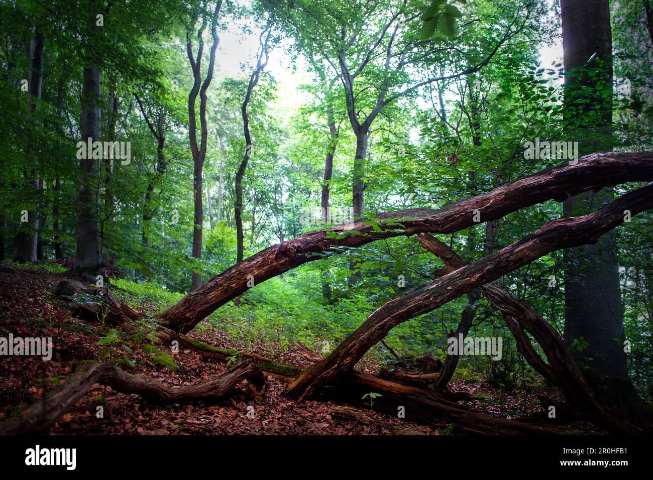 dead wood in a deciduous forest in summer, Germany Stock Photo - Alamy