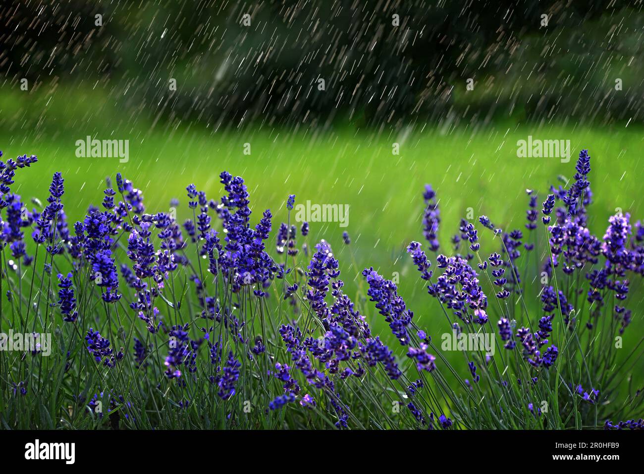English lavender (Lavandula angustifolia, Lavandula officinalis ...