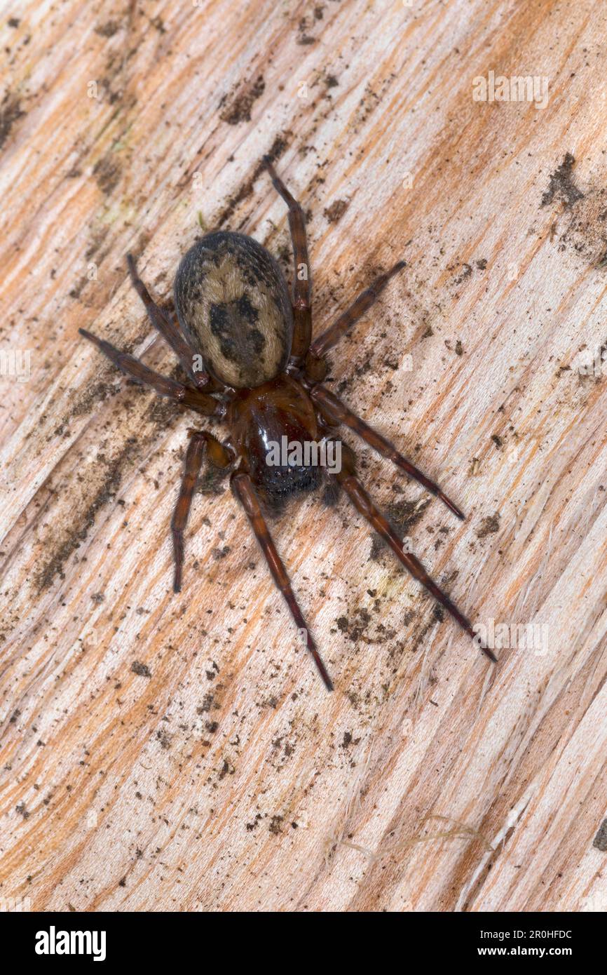 Lace weaver spider, lace-webbed spider, window lace weaver, House ...