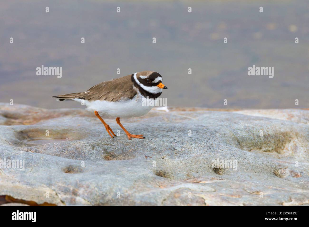ringed plover (Charadrius hiaticula), walking on a rock, side view ...