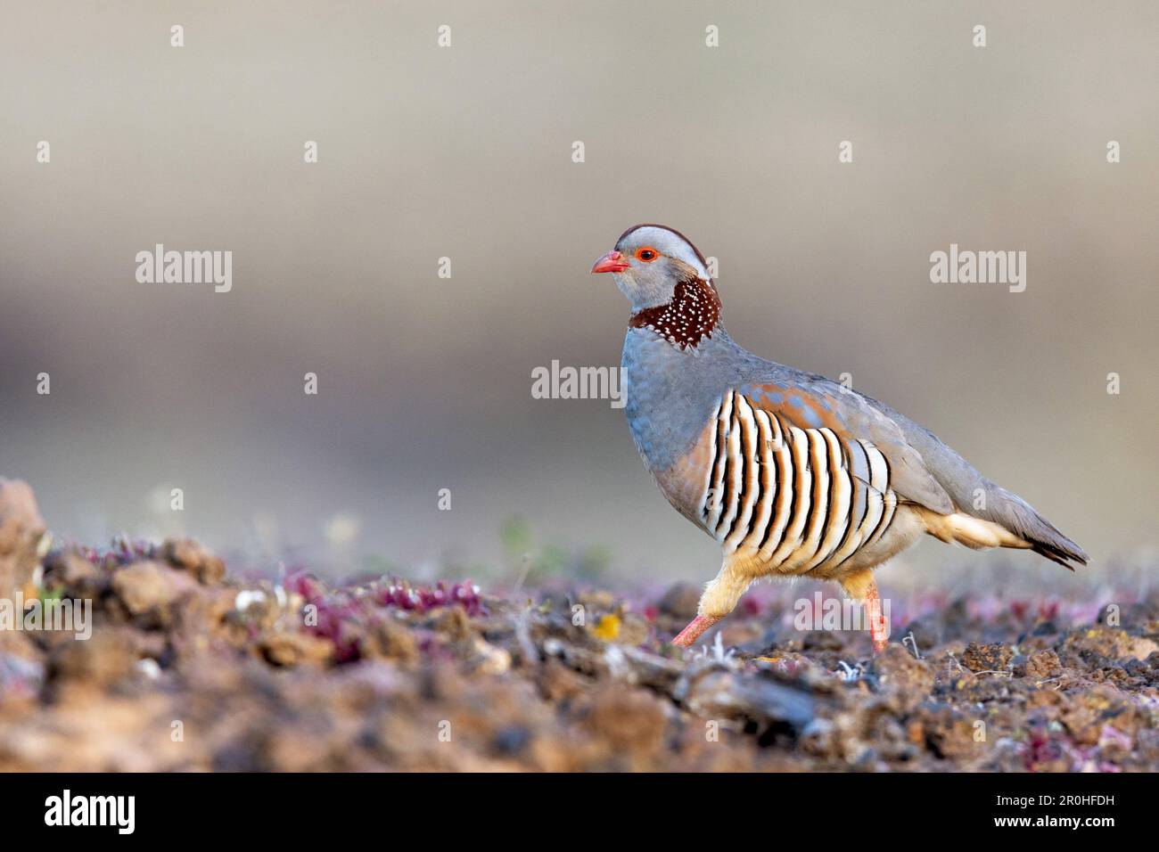barbary partridge (Alectoris barbara), walking in semidesert, Canary ...