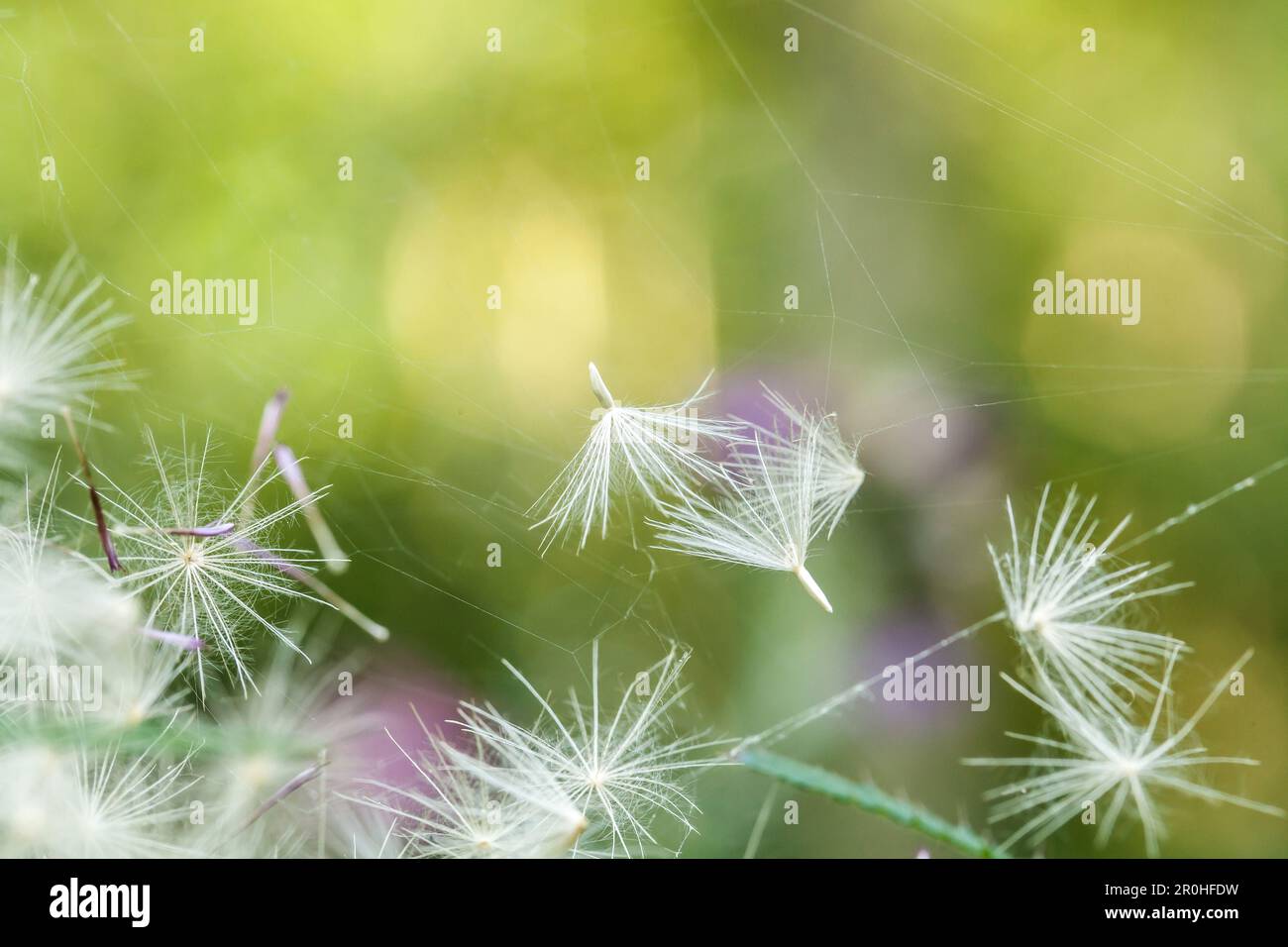 Hair thistle hi-res stock photography and images - Alamy
