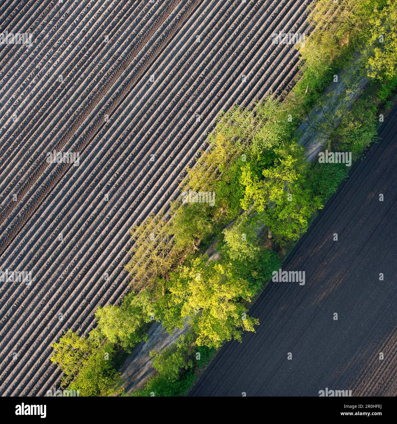 tree rows with poplars with field path in spring, aerial view, Belgium ...