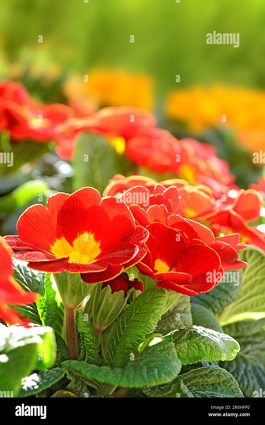 true English primrose (Primula acaulis, Primula vulgaris), red flowers ...