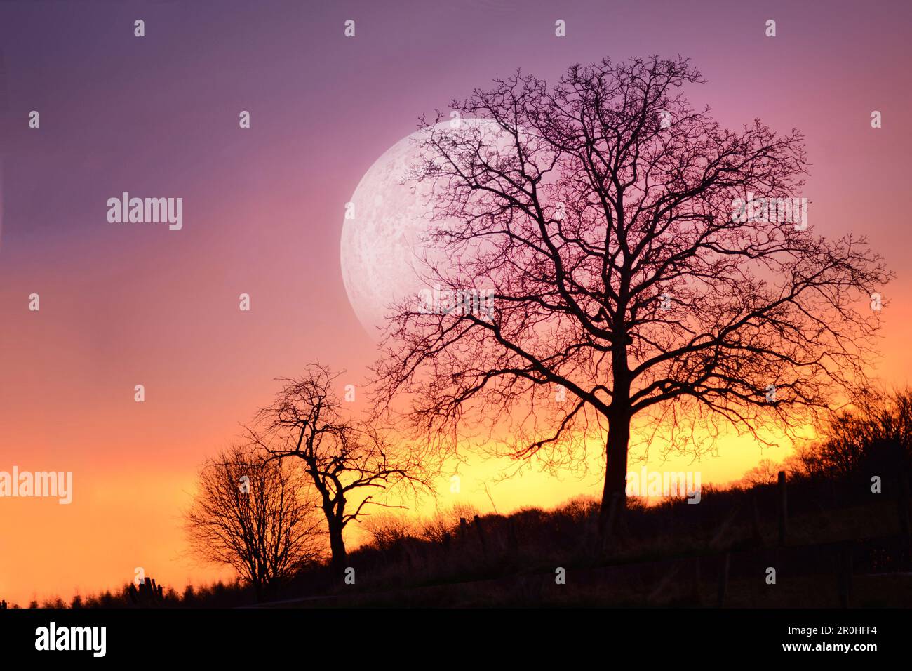 silhouette of a tree in front of a sunset at great moon, composing ...