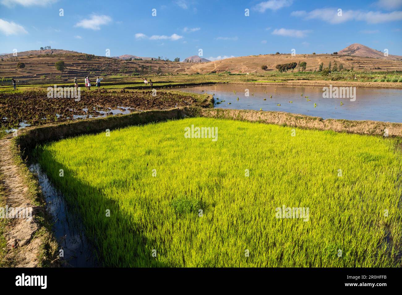 Symbol image for the descent of the agriculture hi-res stock ...