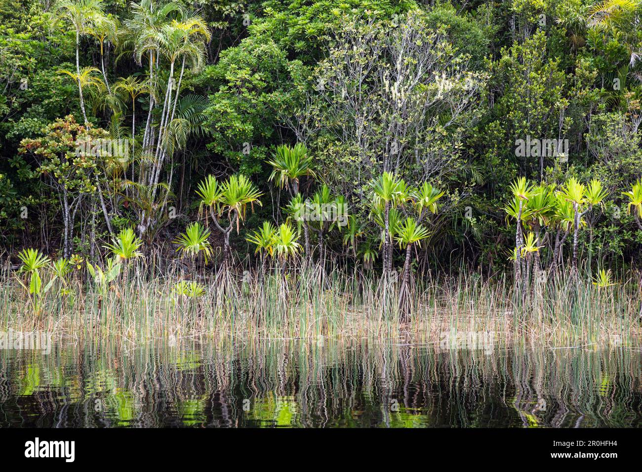 Rainforest along the Canal de Pangalanes, East Madagascar, Africa Stock ...