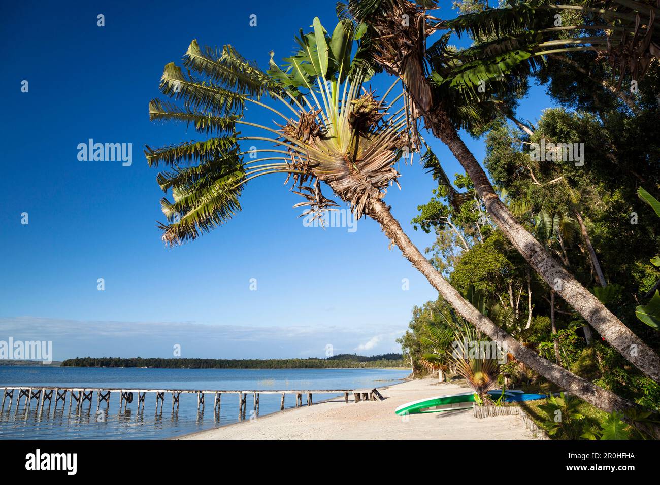 Traveller's Palms, Ravenala madagascariensis, beach at the Canal de ...