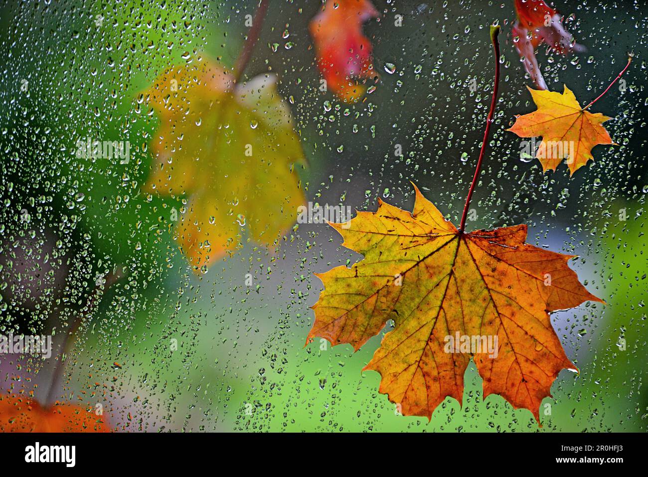 maple leaf adhering at a glass pane during a rainy day in autumn ...