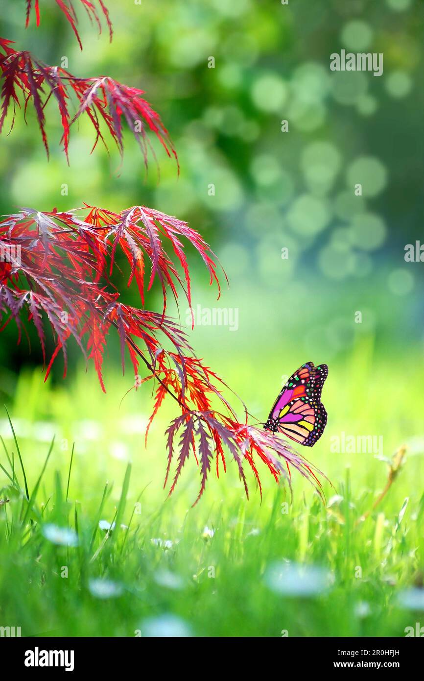 Japanese maple (Acer palmatum 'Dissectum garnet', Acer palmatum ...