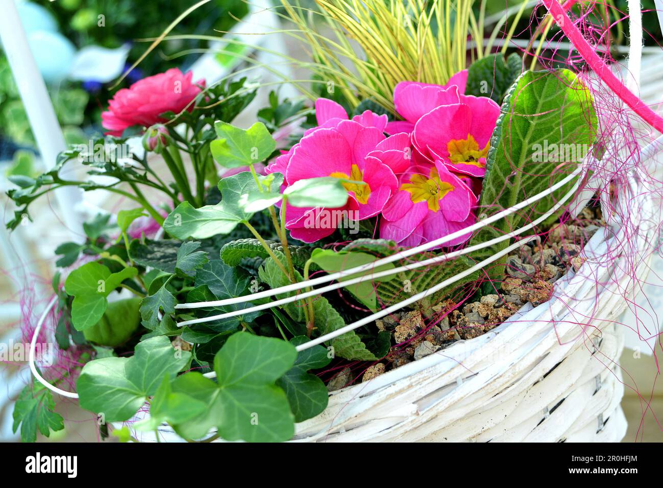 basket planted with primrose, Persian Buttercup and ivy Stock Photo - Alamy