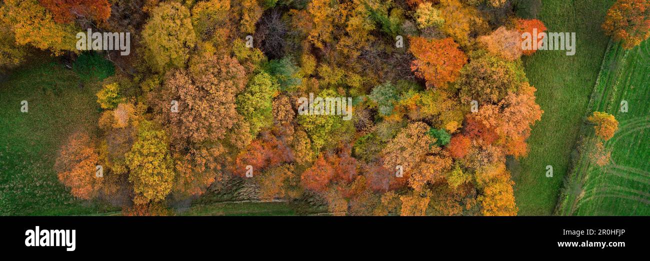 Aerial top view deciduous forest hi-res stock photography and images ...