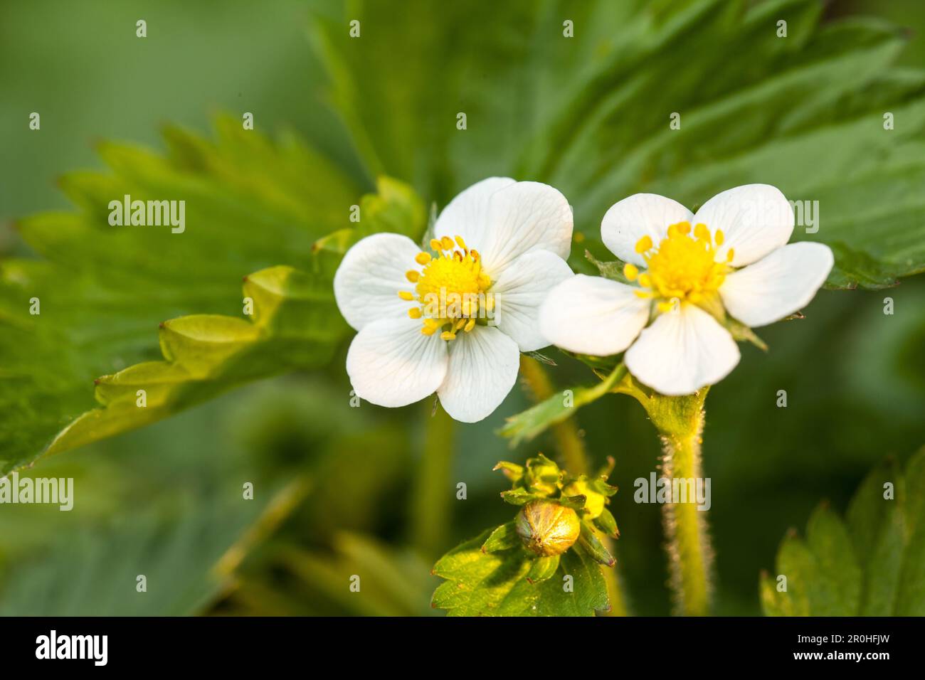 wild strawberry, woodland strawberry, wood strawberry (Fragaria vesca ...