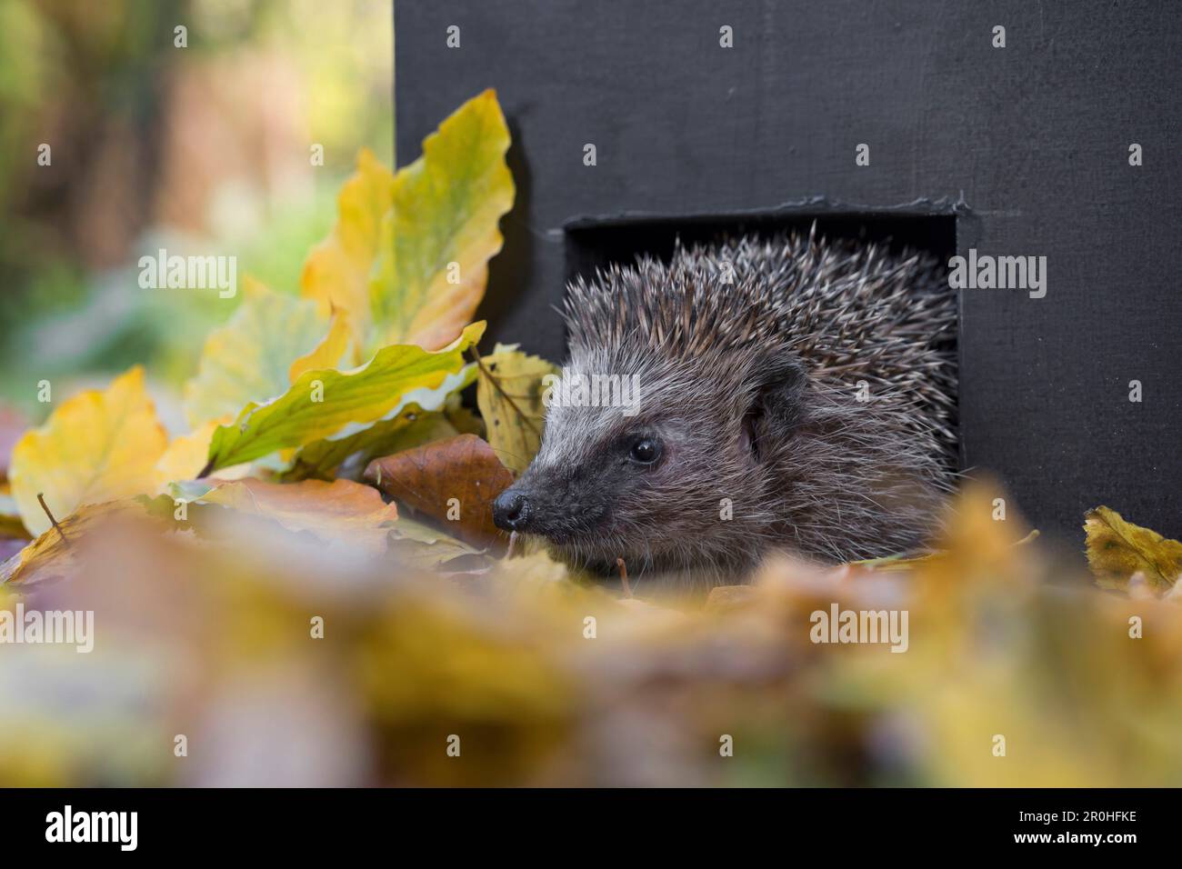 Western hedgehog, European hedgehog (Erinaceus europaeus), hedgehog ...