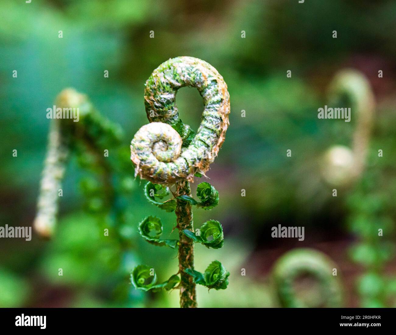 Coil shape hi-res stock photography and images - Alamy