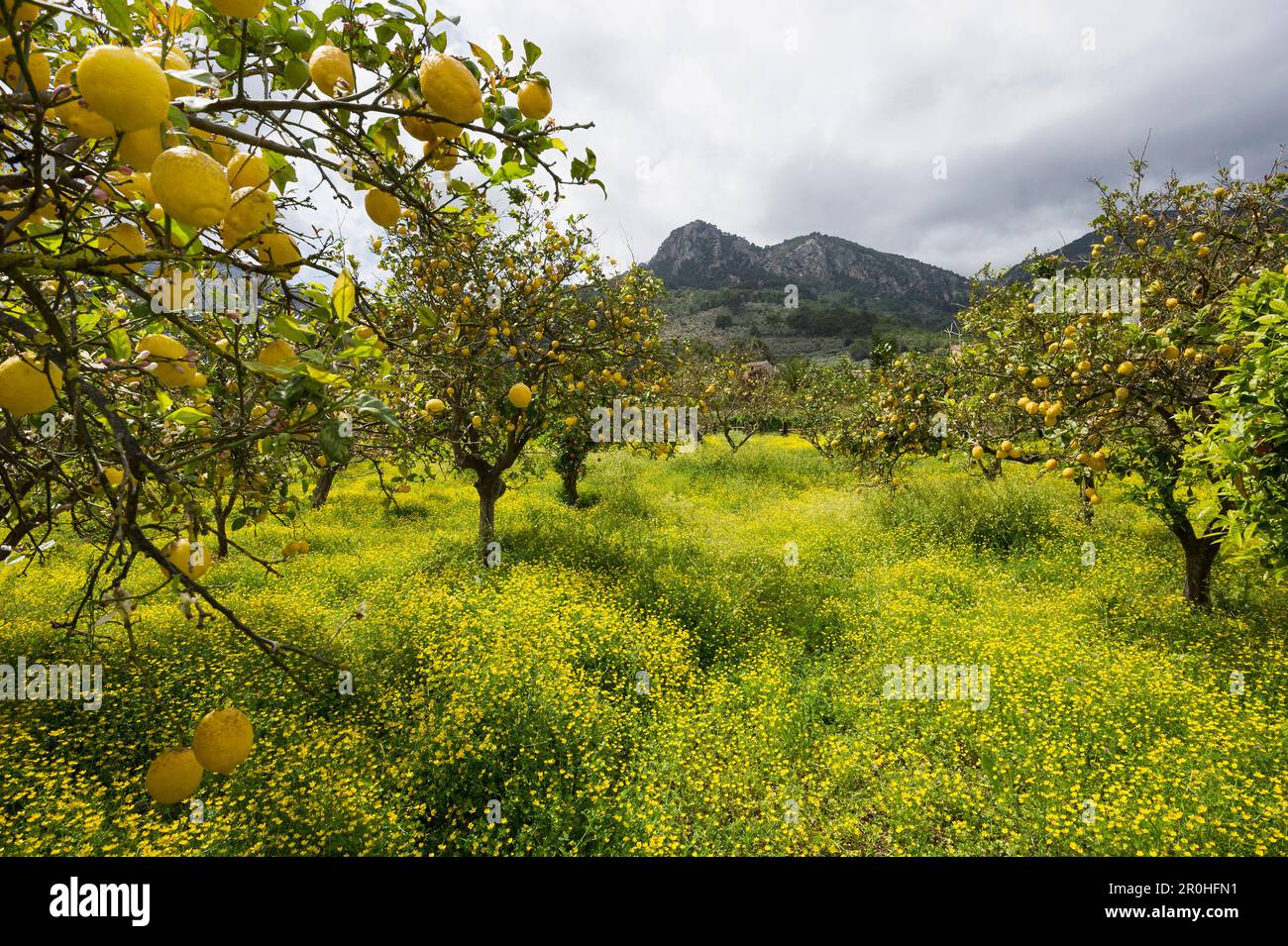 Lemon trees in a grove, Soller, Majorca, Spain Stock Photo - Alamy
