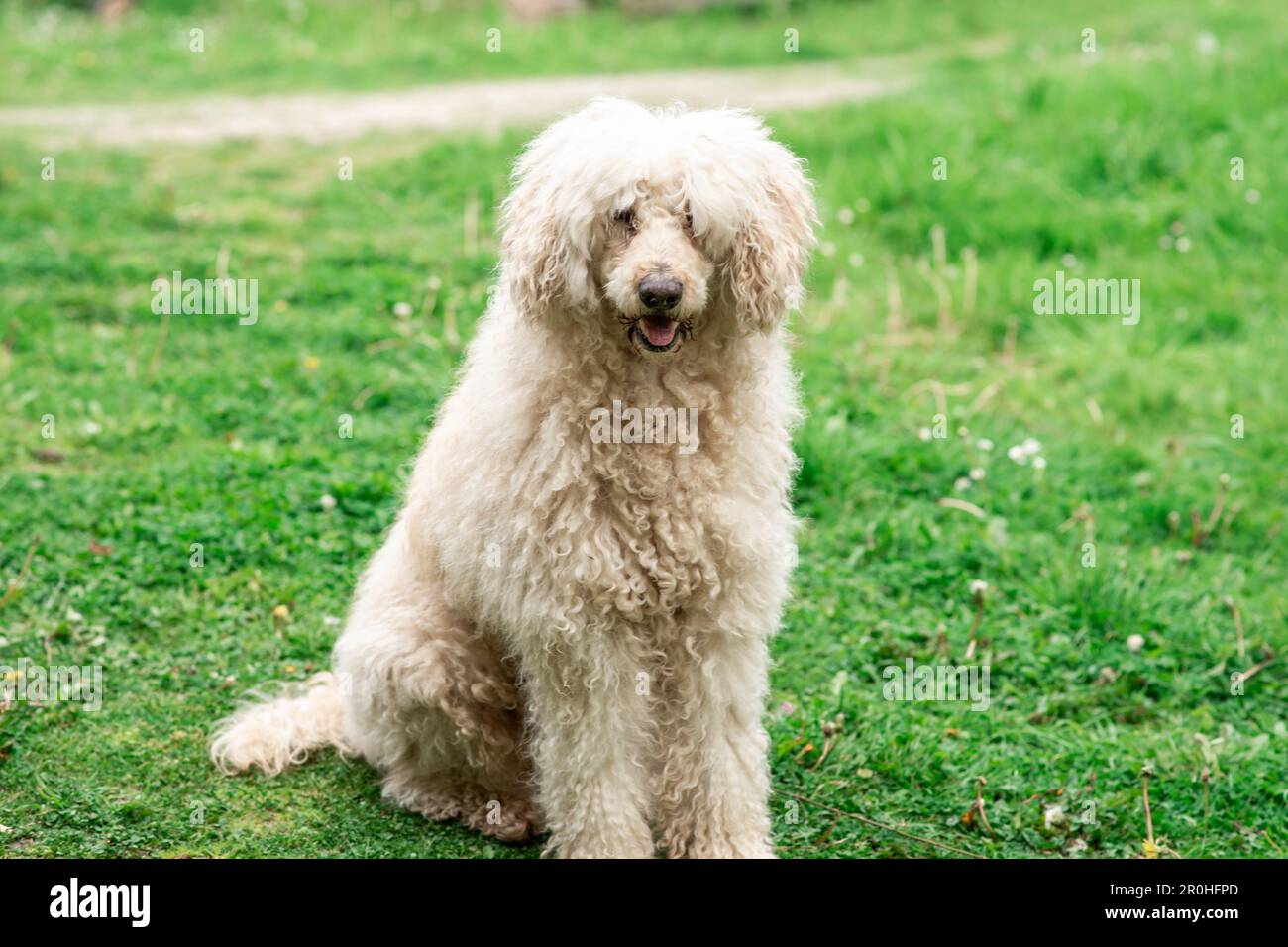 Big shaggy dog on the green grass. White royal poodle Stock Photo - Alamy