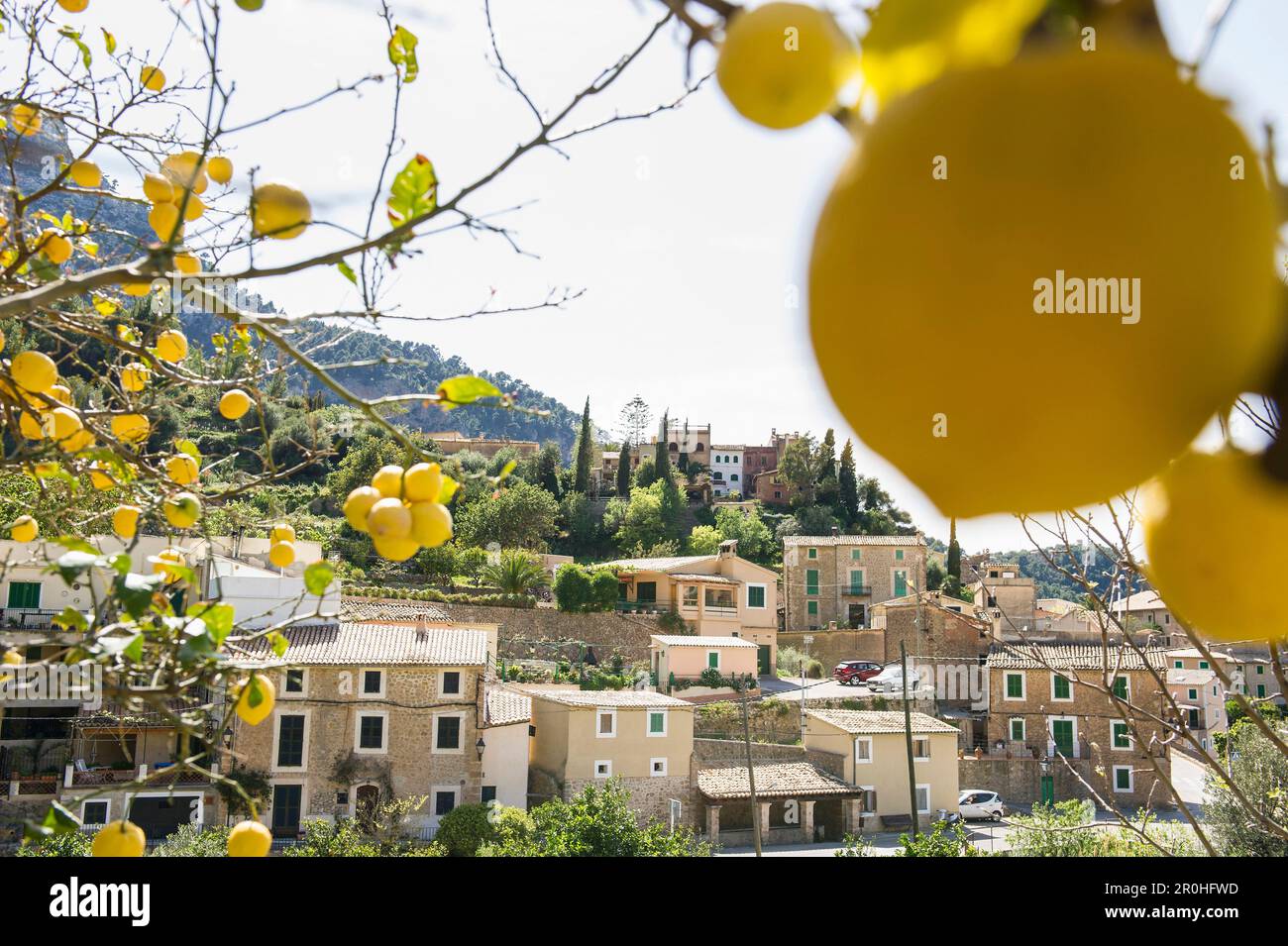 Trees and hills majorca hi-res stock photography and images - Alamy