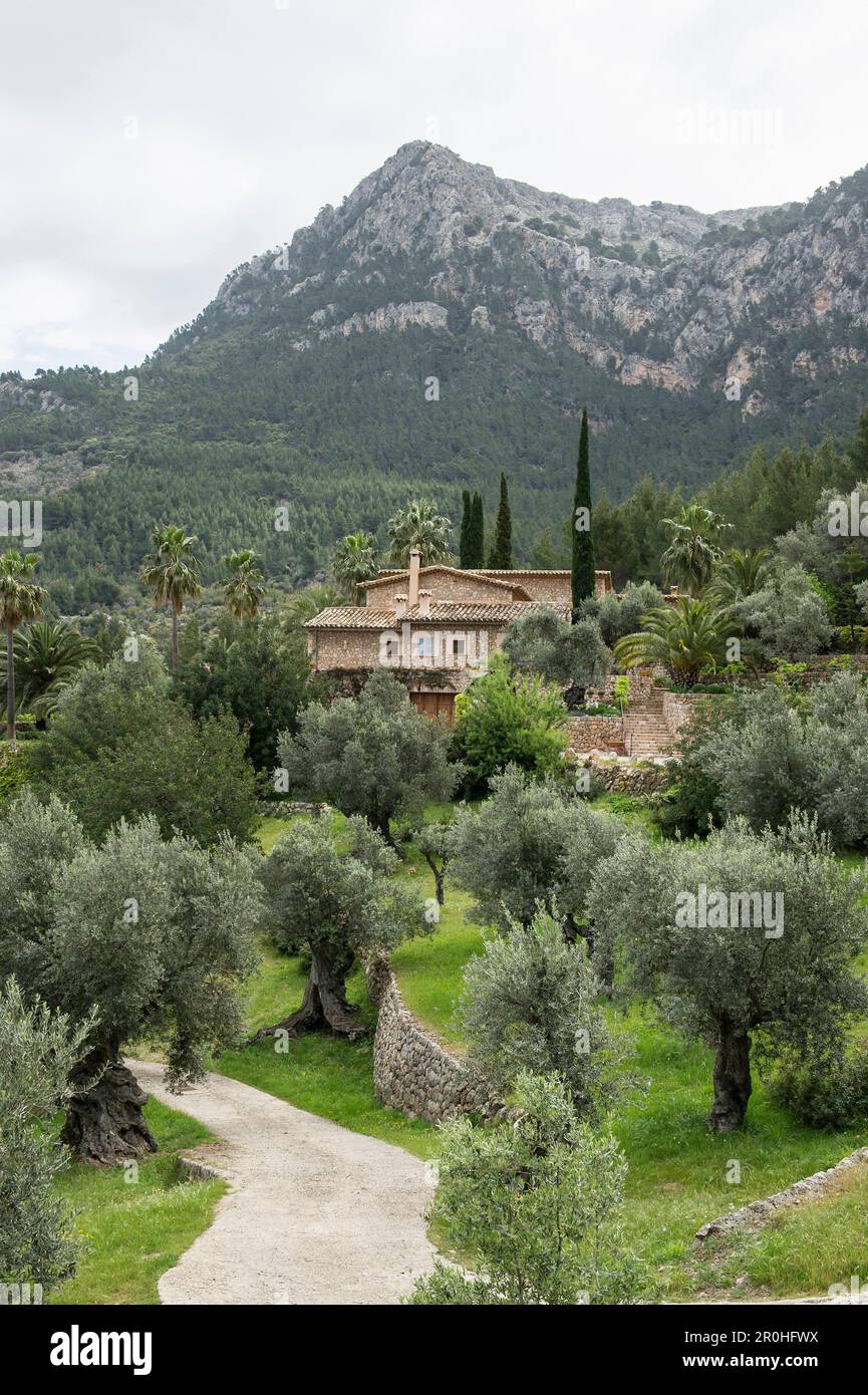 Olive trees deia majorca hi-res stock photography and images - Alamy