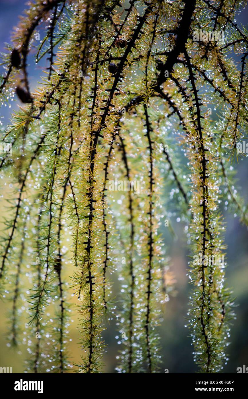 Twig of a larchtree with raindrops in autumn, Swiss National Park ...