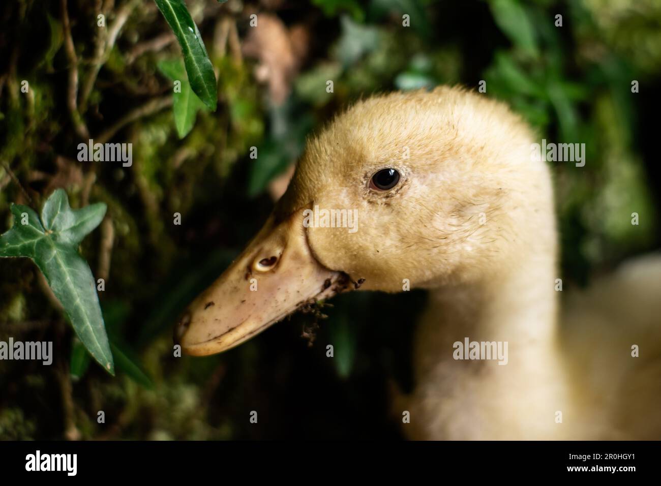 Duckling head hi-res stock photography and images - Alamy