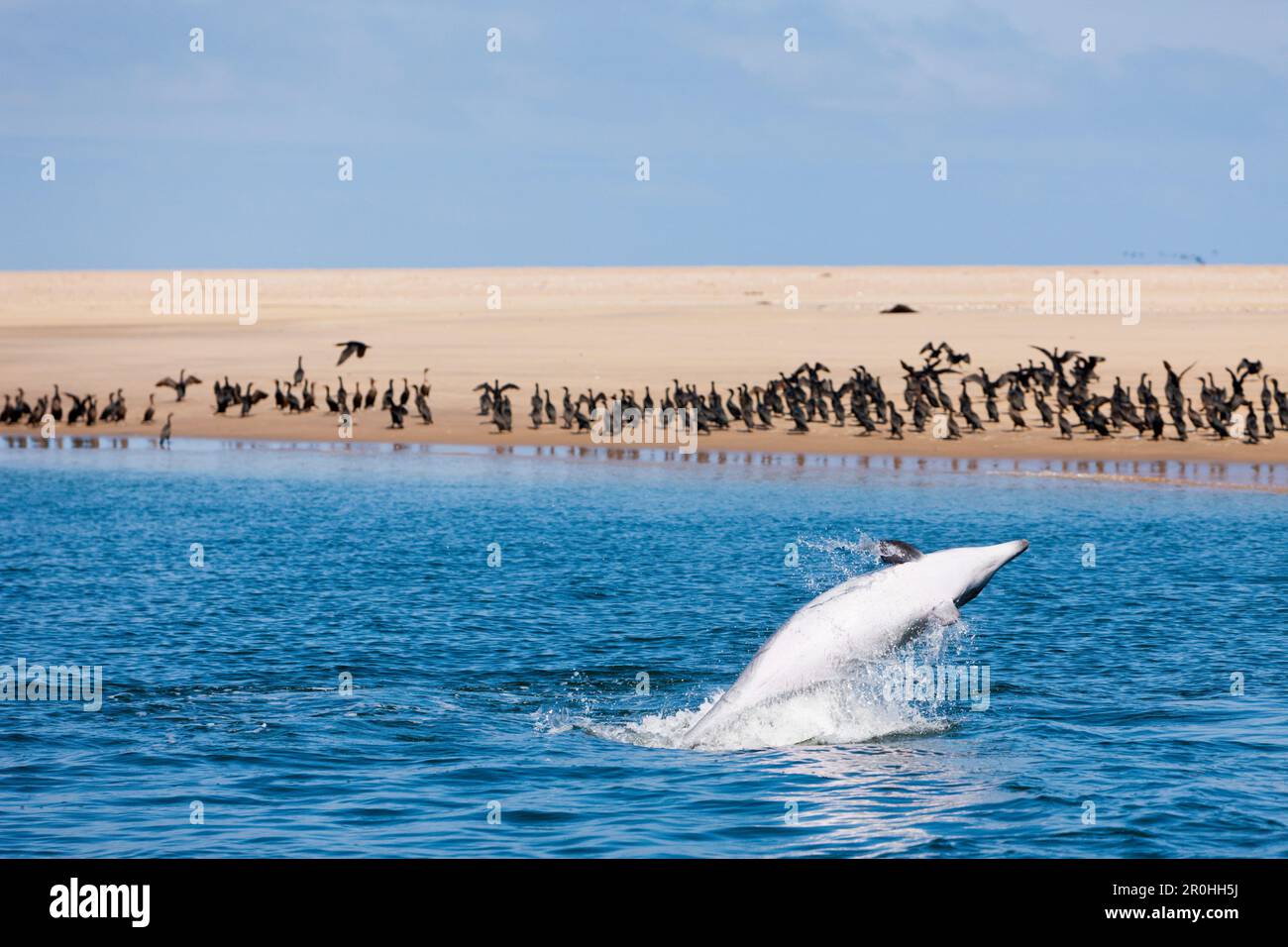 Bottlenose Dolphin, Tursiops truncatus, Walvis Bay, Namibia Stock Photo ...
