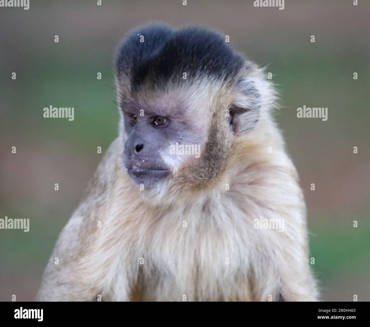 Closeup of tufted capuchin monkey (Sapajus apella), capuchin monkey ...