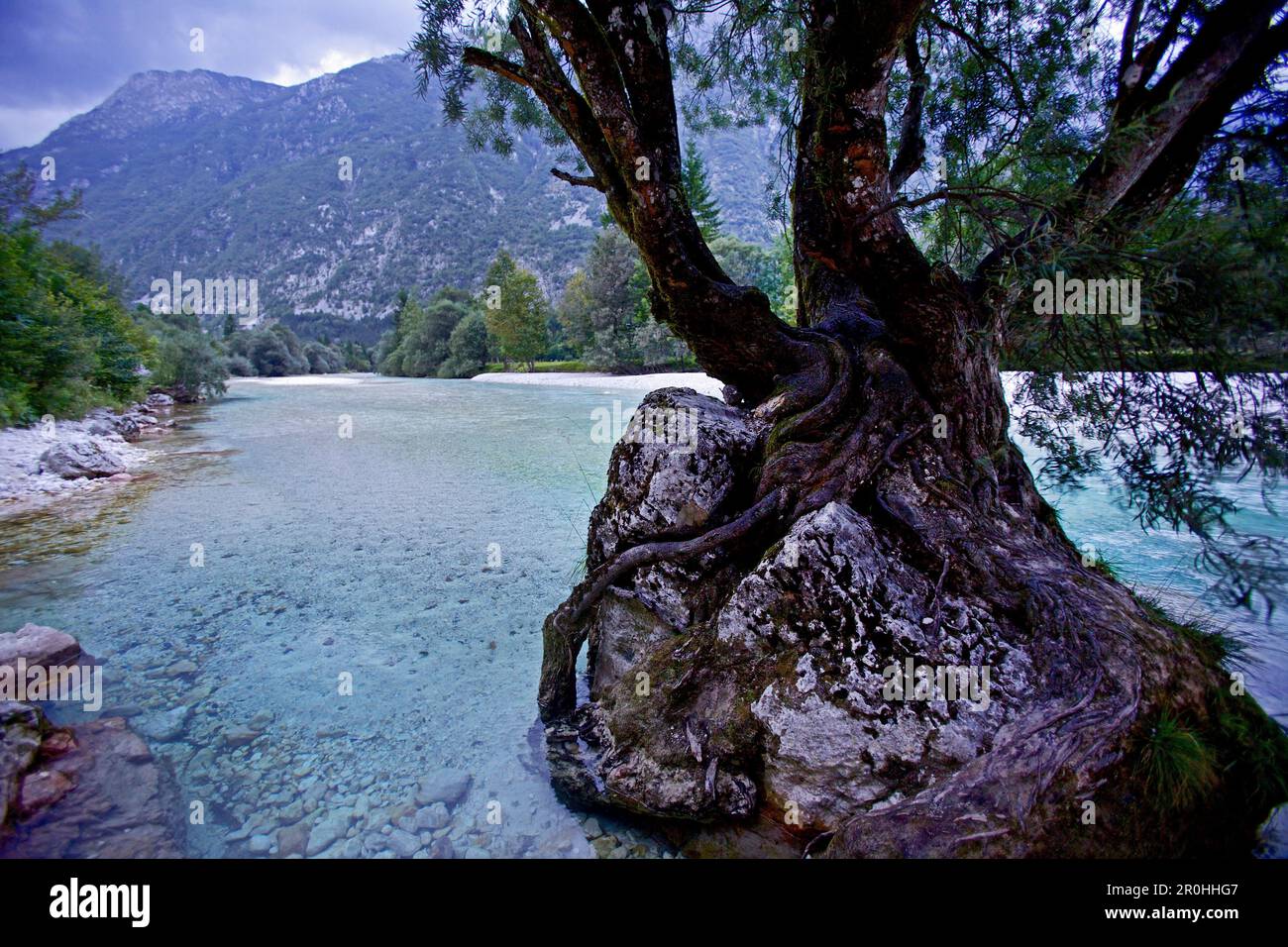 Tree on a rock at the river Soca, Tolmin, Slovenia Stock Photo - Alamy