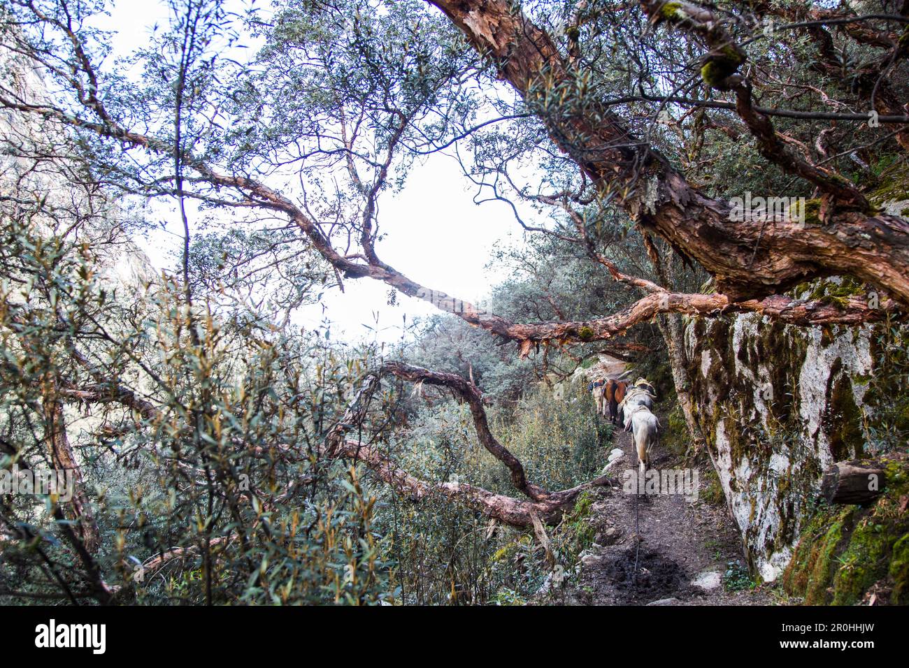 Pack animals crossing a small mountain path out of the Ishinca Valley ...