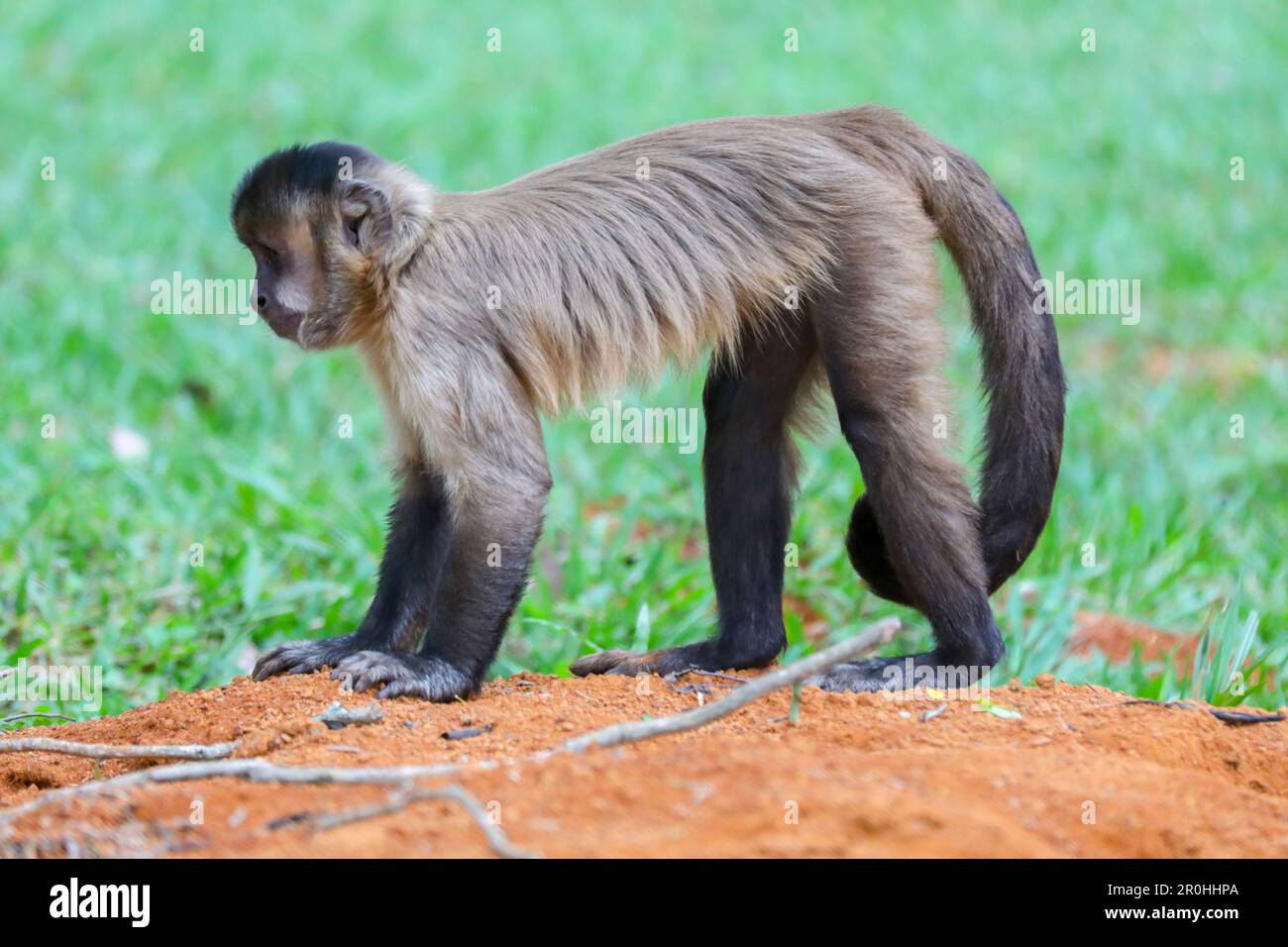 Closeup of tufted capuchin monkey (Sapajus apella), capuchin monkey ...