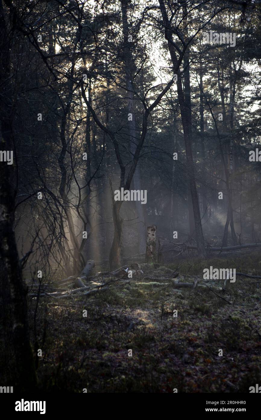 A vertical shot of rays of sunlight shining through the trees in a ...