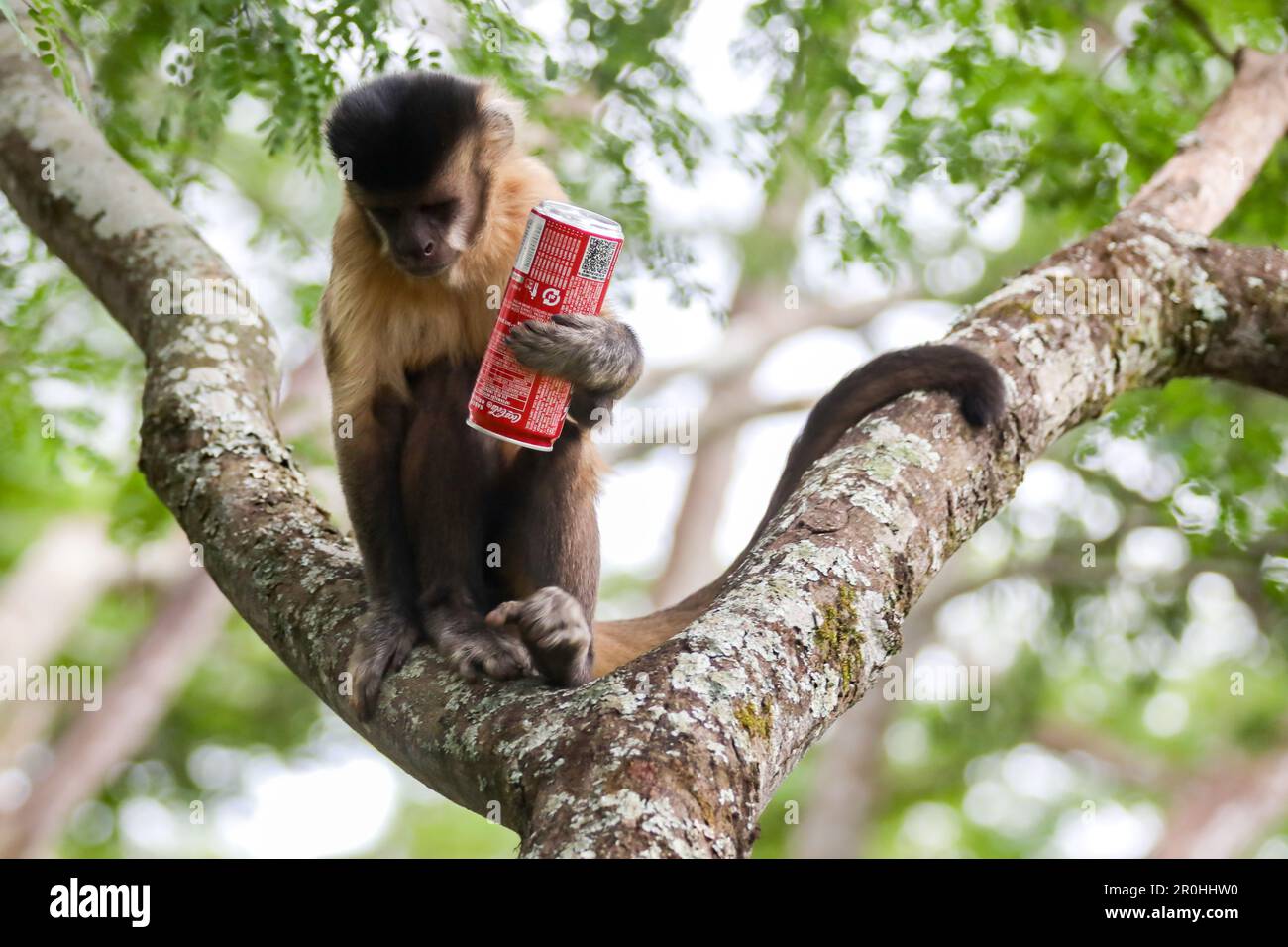 Closeup of tufted capuchin monkey (Sapajus apella), capuchin monkey ...