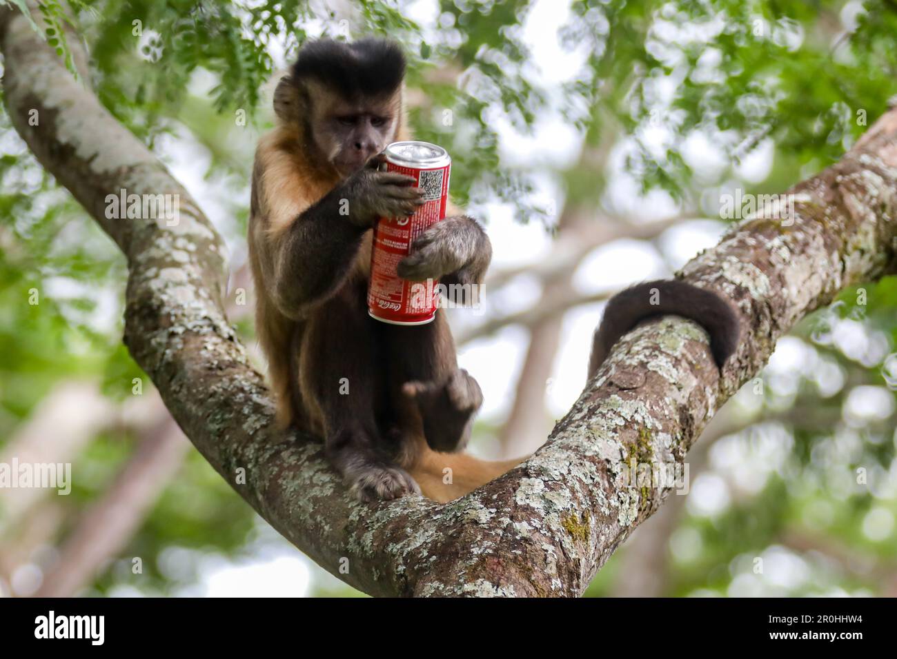 Closeup of tufted capuchin monkey (Sapajus apella), capuchin monkey ...