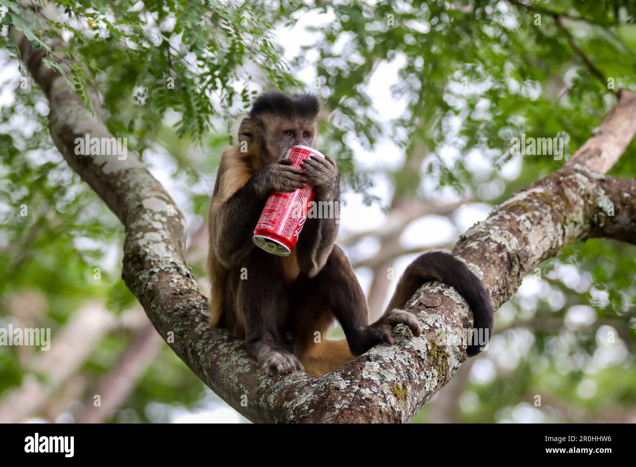 Closeup of tufted capuchin monkey (Sapajus apella), capuchin monkey ...