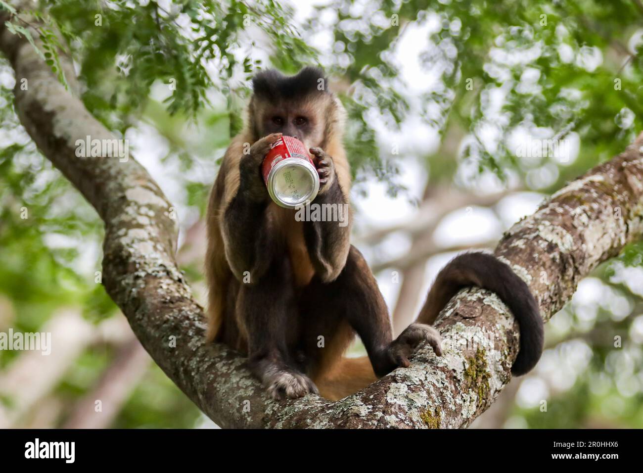 Closeup of tufted capuchin monkey (Sapajus apella), capuchin monkey ...