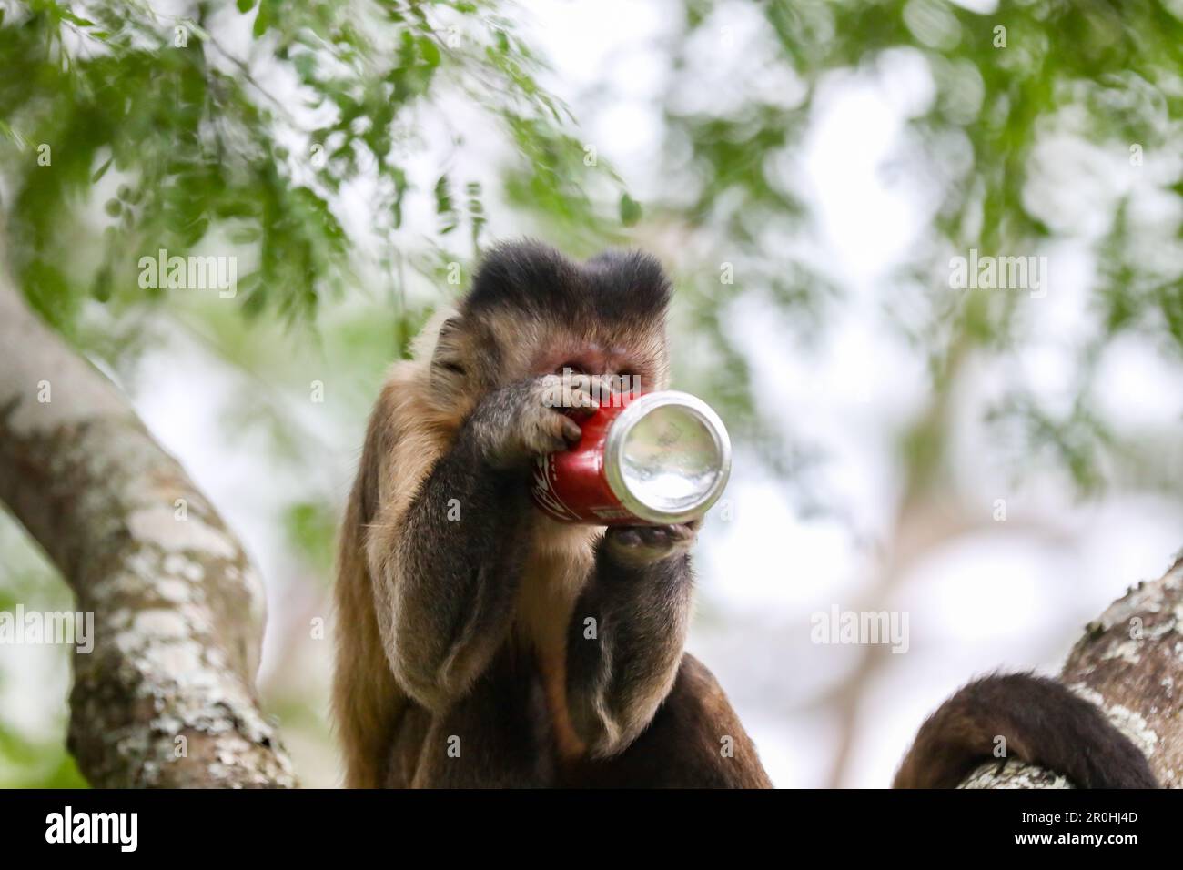 Closeup of tufted capuchin monkey (Sapajus apella), capuchin monkey ...