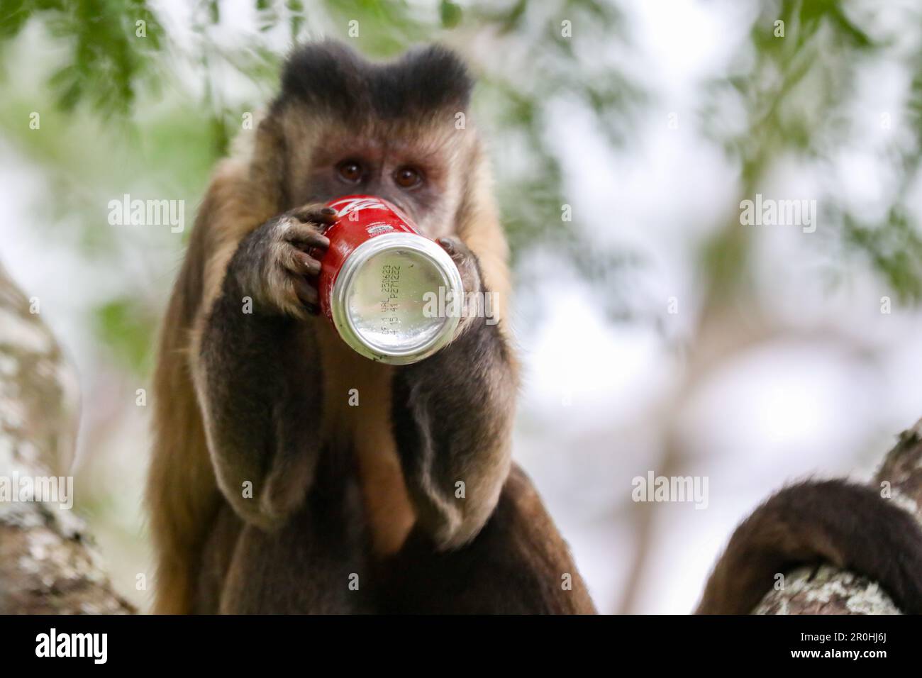 Closeup of tufted capuchin monkey (Sapajus apella), capuchin monkey ...