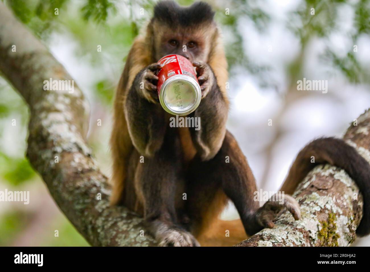 Closeup of tufted capuchin monkey (Sapajus apella), capuchin monkey ...